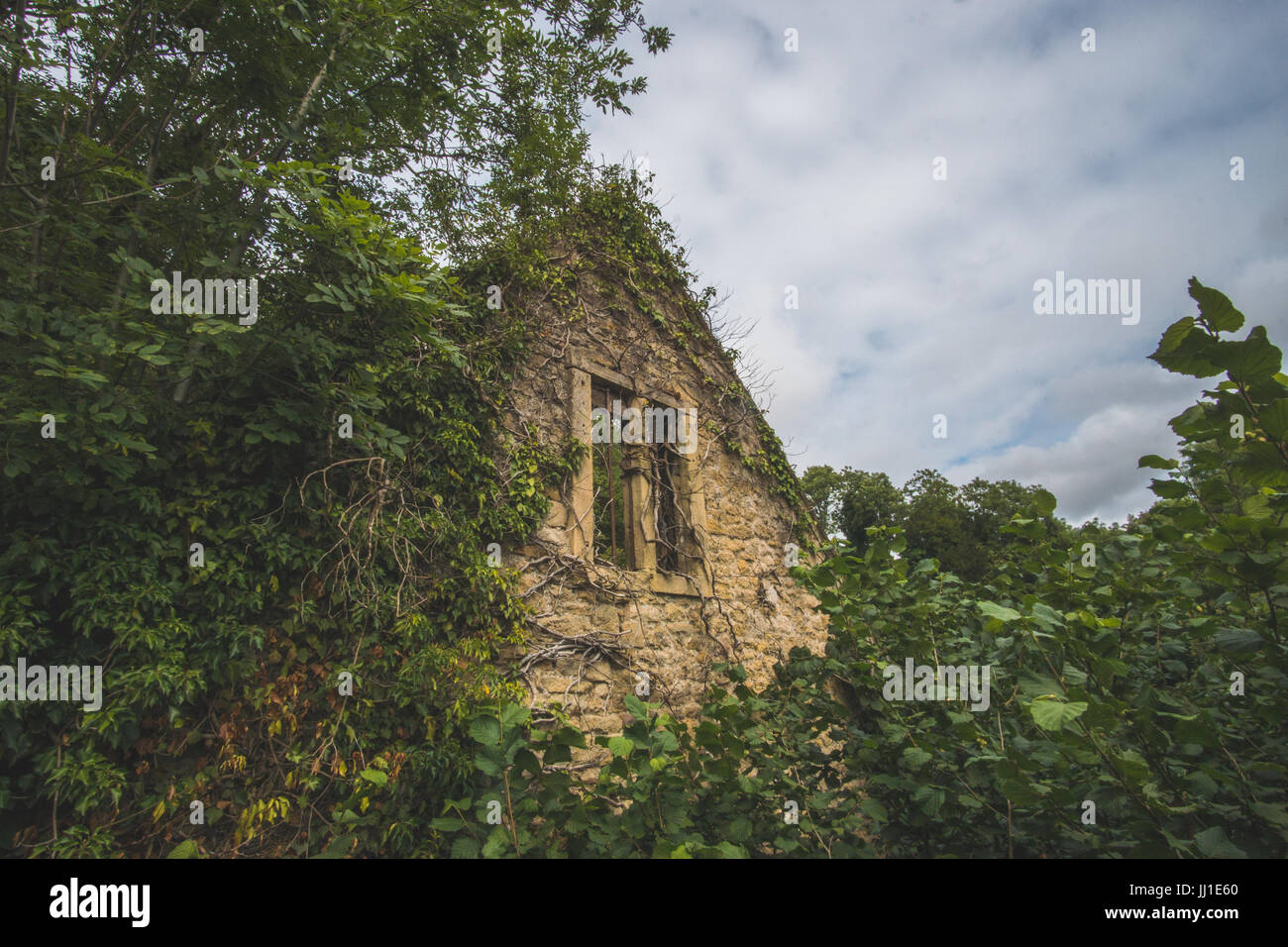 old building overgrown with trees and ivey in countryside. abandoned ...