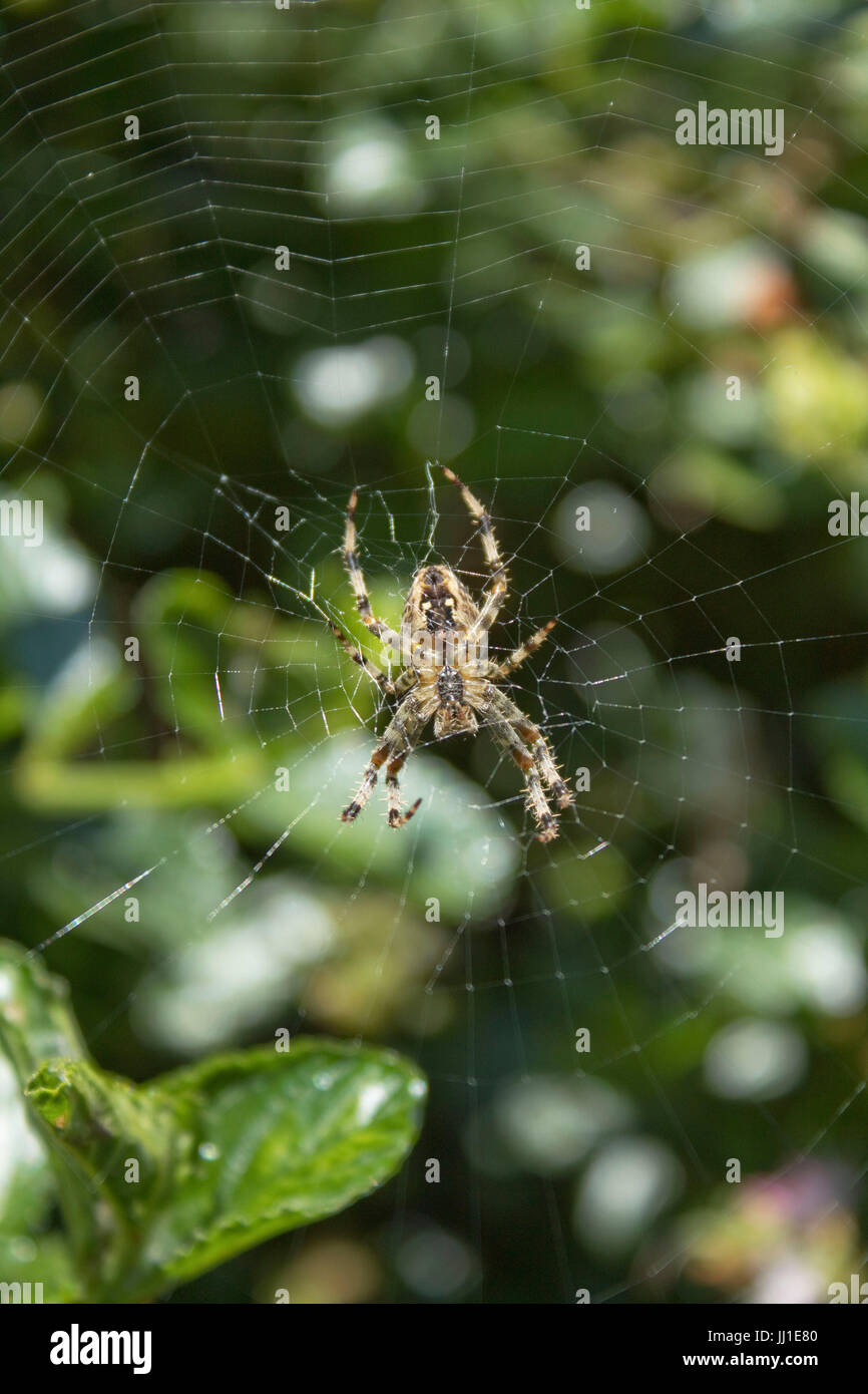 Garden spider (Araneus diadematus) on a summer afternoon on its web ...