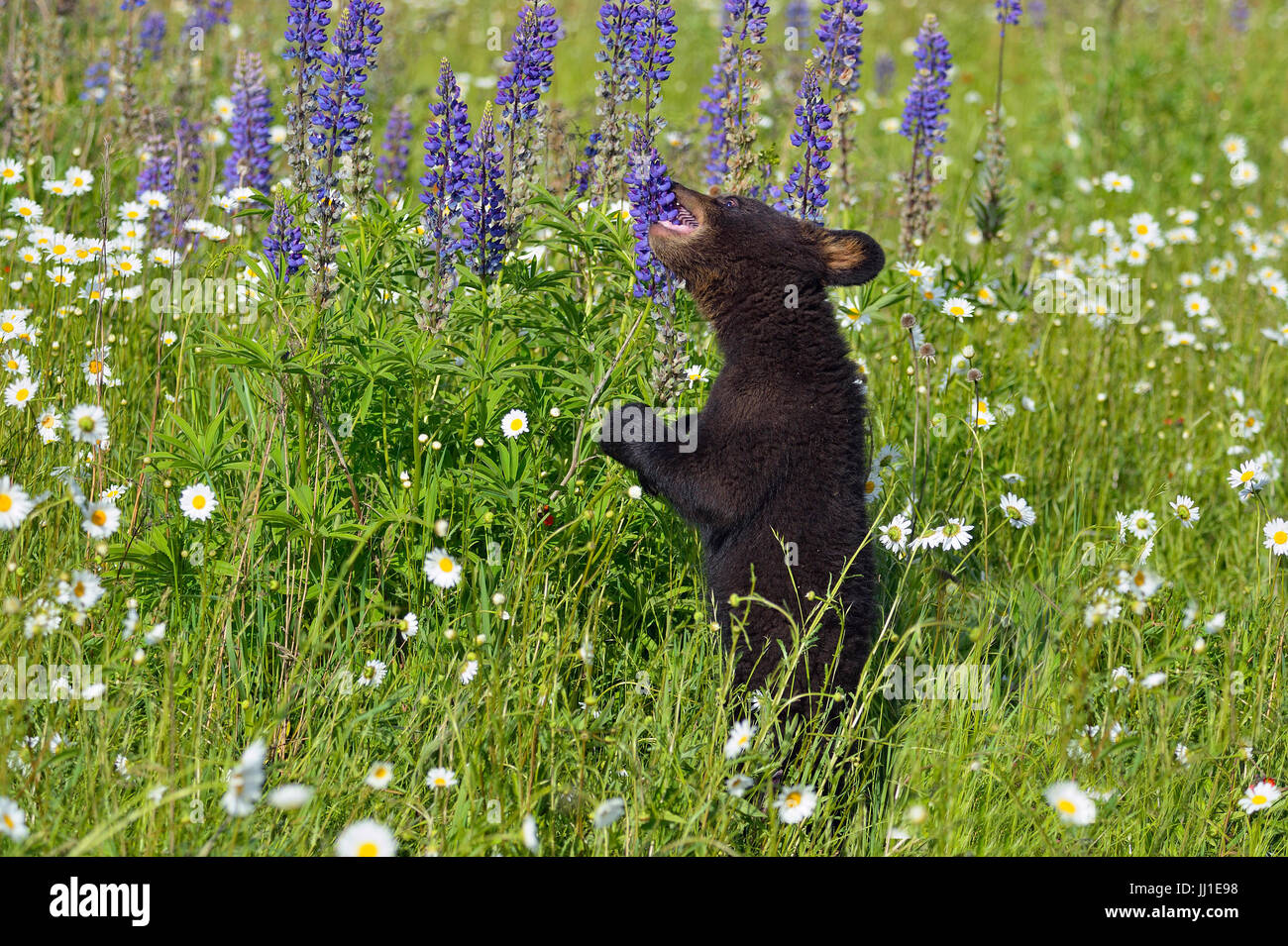 Black bear (Ursus americanus) Cubs, captive raised, Minnesota wildlife ...