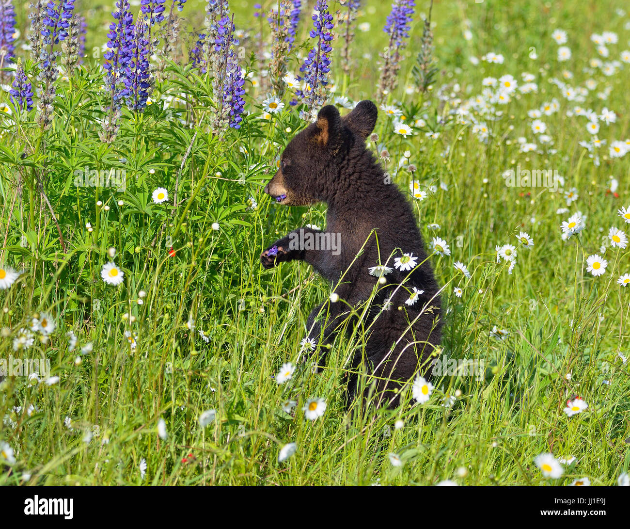 Black bear (Ursus americanus) Cubs, captive raised, Minnesota wildlife ...