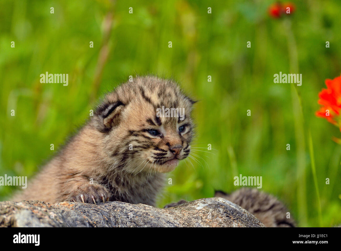 Bobcat (Lynx rufus) Kitten, captive raised, Minnesota wildlife ...