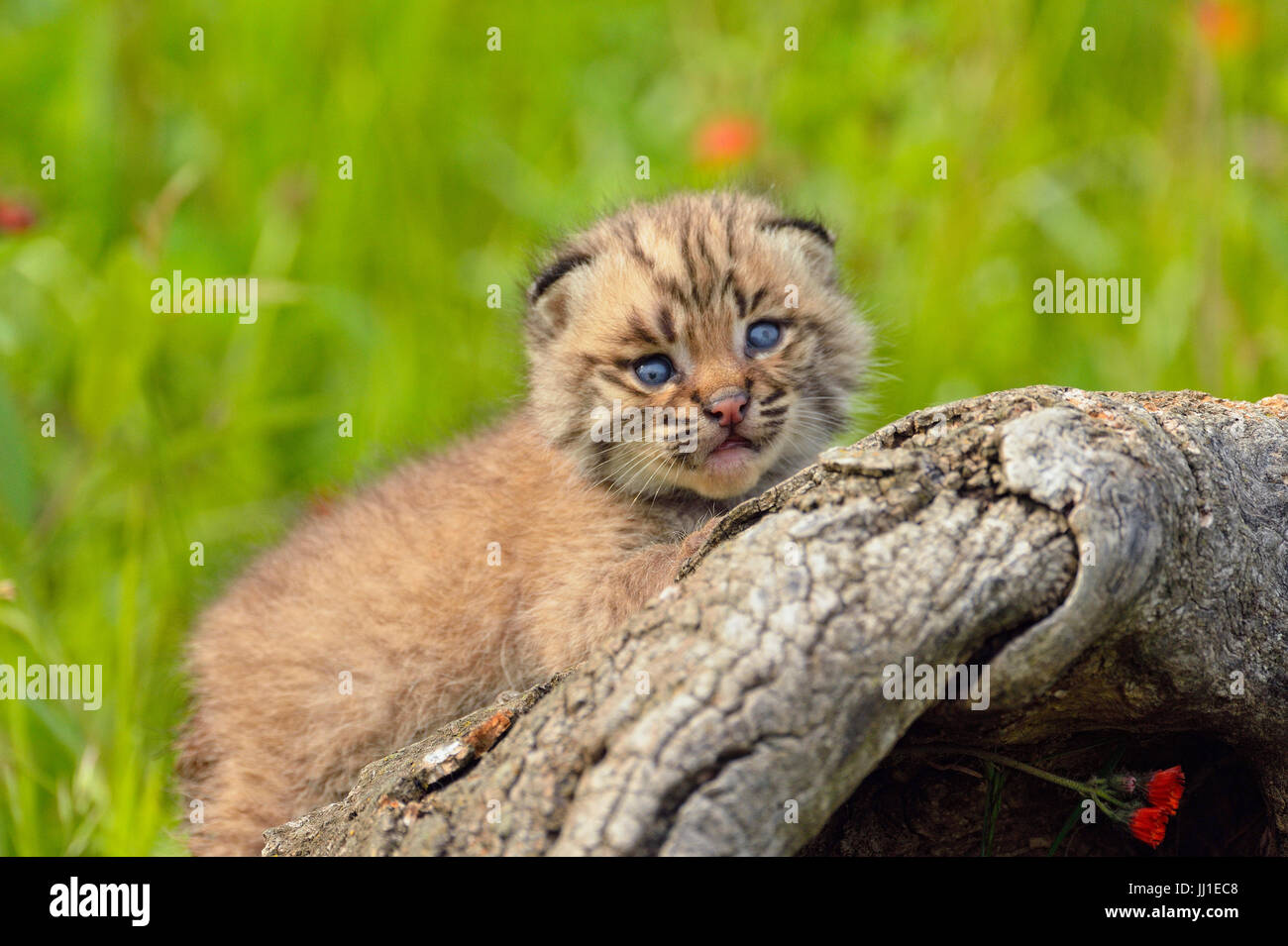 Bobcat (Lynx rufus) Kitten, captive raised, Minnesota wildlife ...