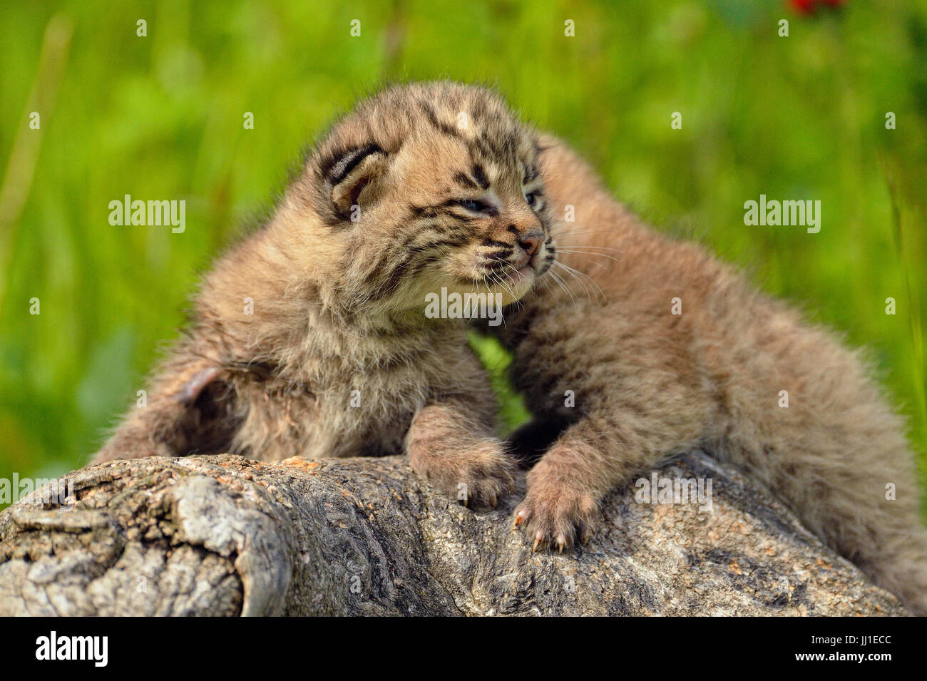 Bobcat (Lynx rufus) Kitten, captive raised, Minnesota wildlife ...
