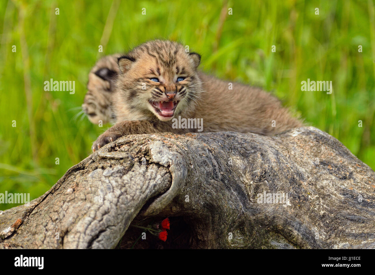 Bobcat (Lynx rufus) Kitten, captive raised, Minnesota wildlife ...