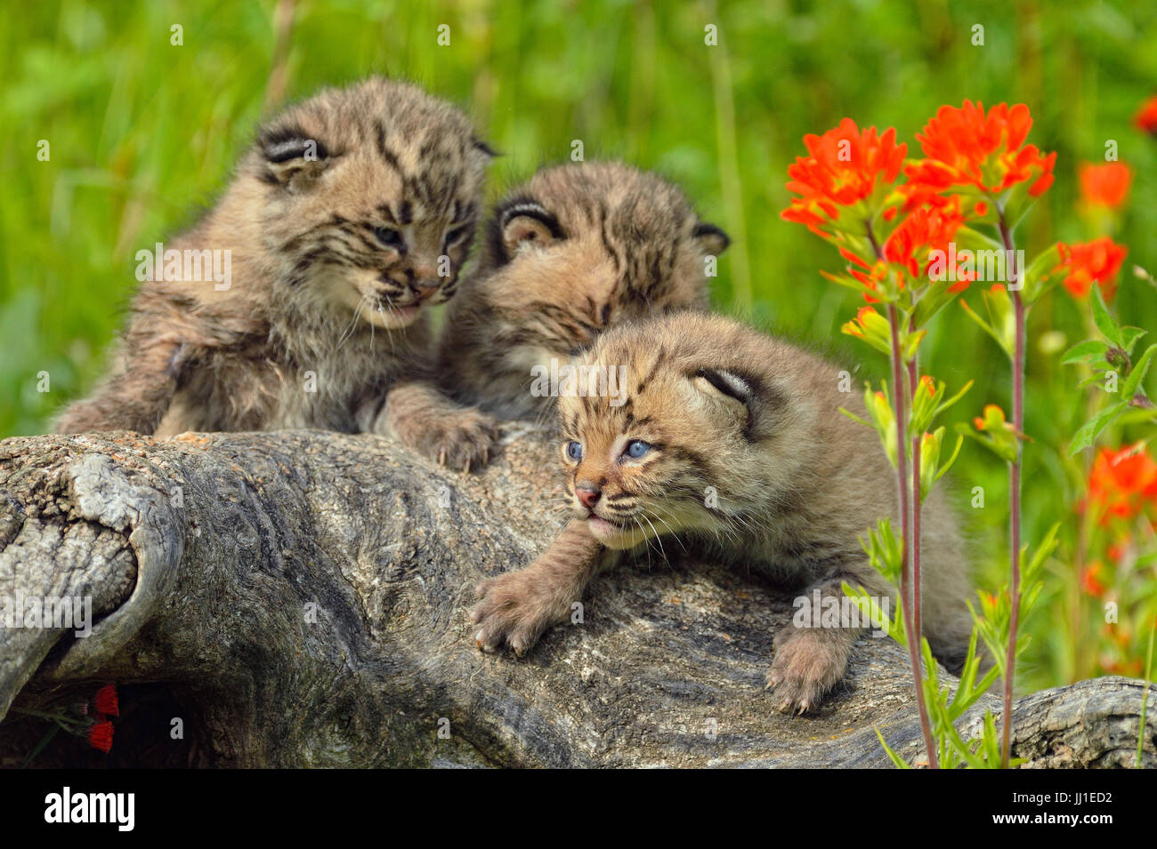 Bobcat (Lynx rufus) Kitten, captive raised, Minnesota wildlife ...