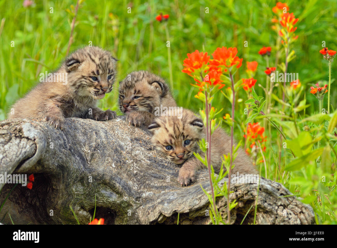 Bobcat (Lynx rufus) Kitten, captive raised, Minnesota wildlife ...