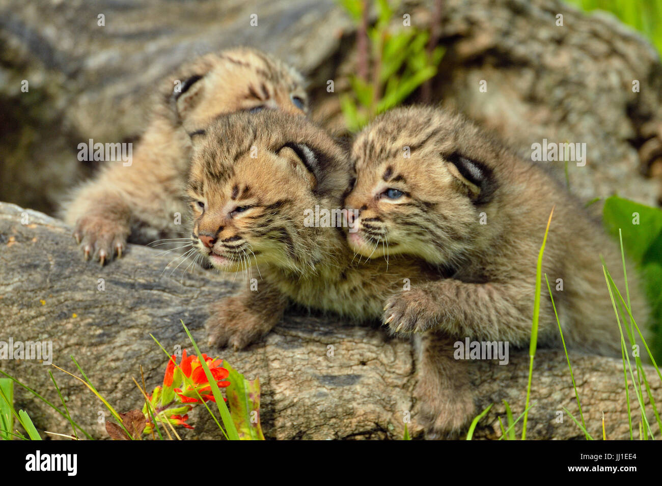 Bobcat (Lynx rufus) Kitten, captive raised, Minnesota wildlife ...