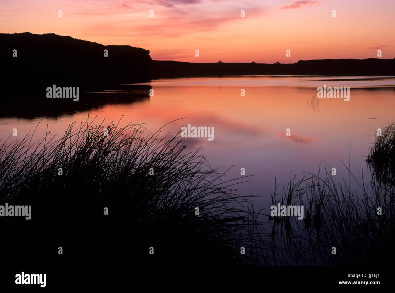 Stan Coffin Lake sunrise with bulrush, Quincy Wildlife Area, Washington ...