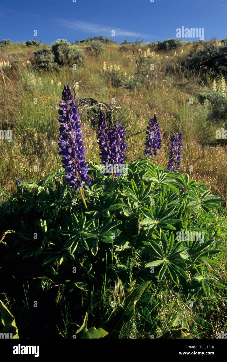 Washington lupin hi-res stock photography and images - Alamy