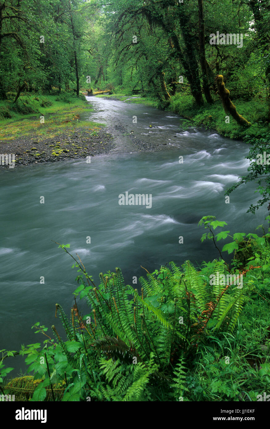 East Fork Quinault River, Olympic National Park, Washington Stock Photo ...