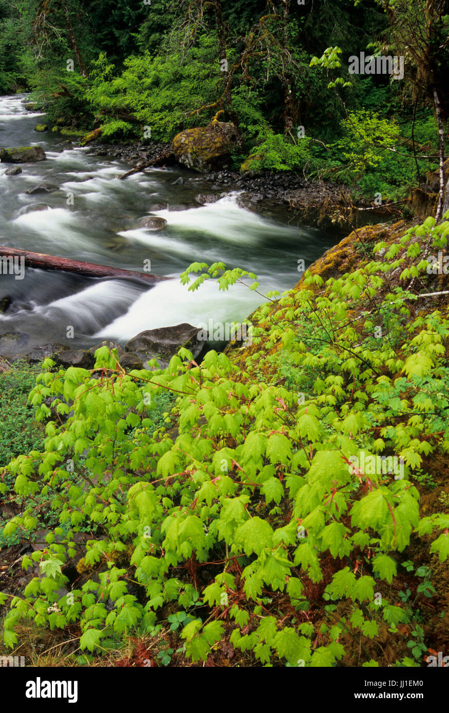 Sol Duc River, Olympic National Park, Washington Stock Photo - Alamy