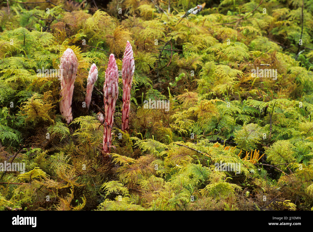 Candystick near Goblins Gate, Olympic National Park, Washington Stock ...