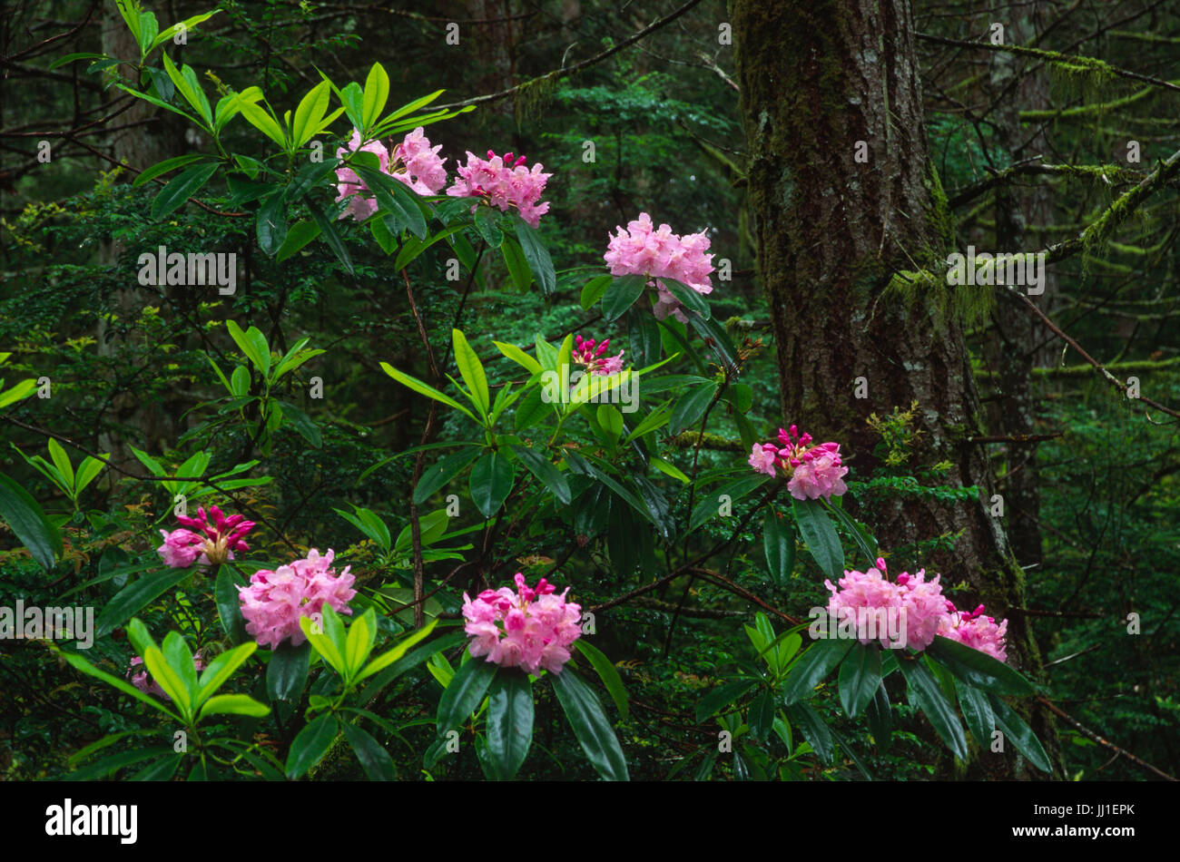 Pacific rhododendron (Rhododendron macrophyllum), Green Mountain State ...