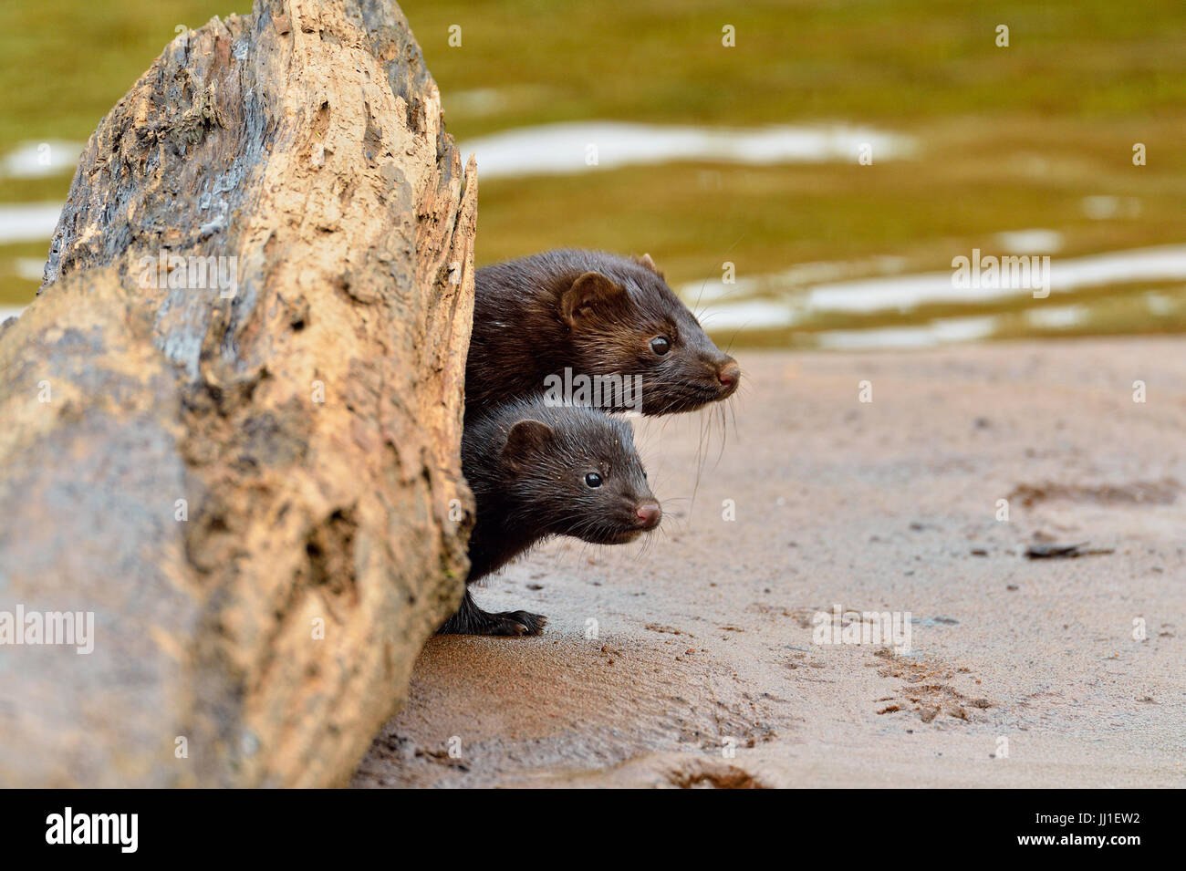 Mink (Mustela vison) Mother and pups, captive, Minnesota wildlife ...