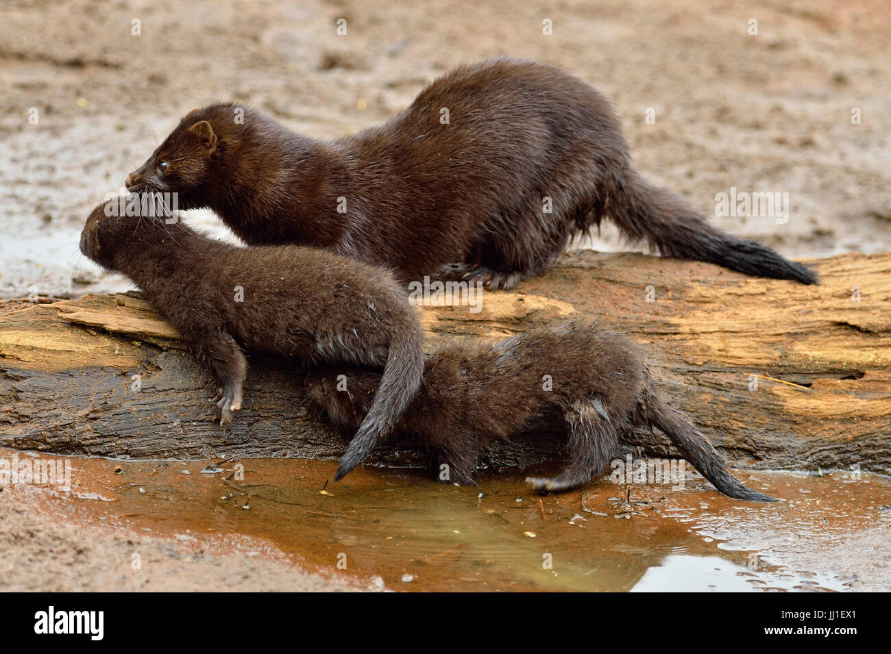 Mink (Mustela vison) Mother and pups, captive, Minnesota wildlife ...
