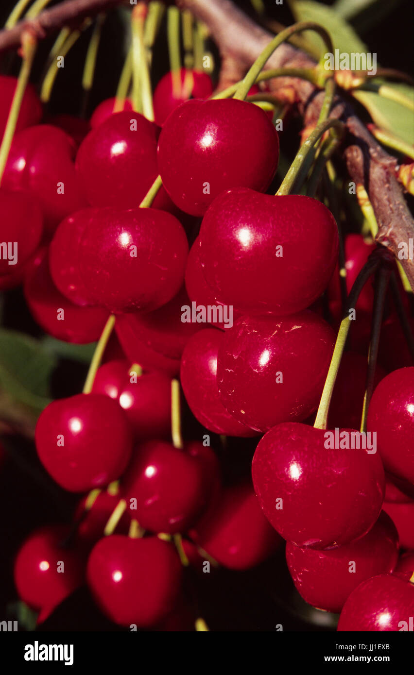 Cherries in orchard, Yakima County, Washington Stock Photo - Alamy