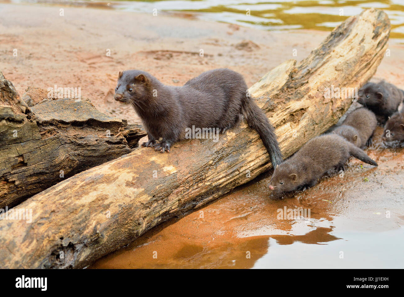 Mink (Mustela vison) Mother and pups, captive, Minnesota wildlife ...
