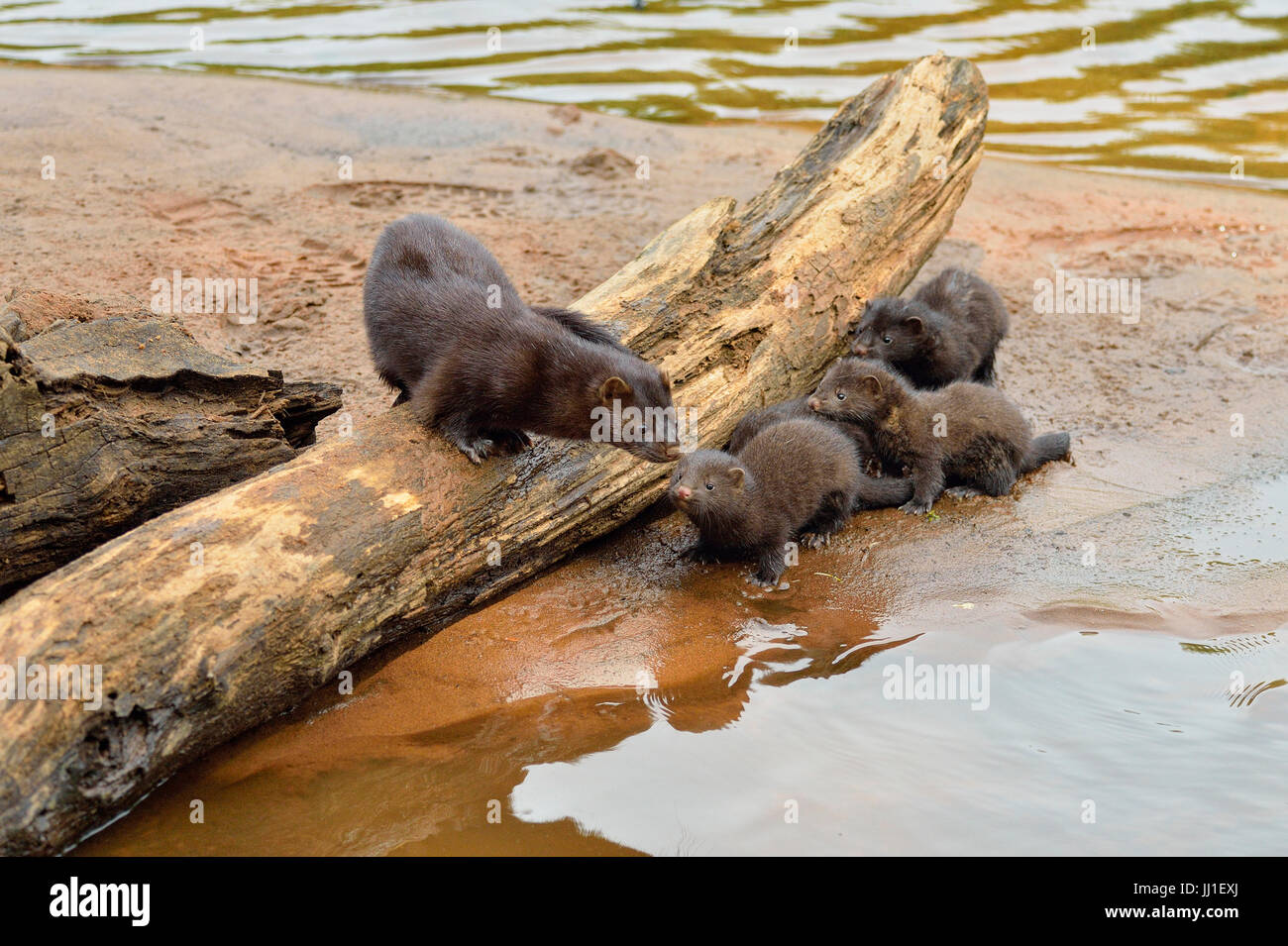 American native parent hi-res stock photography and images - Alamy