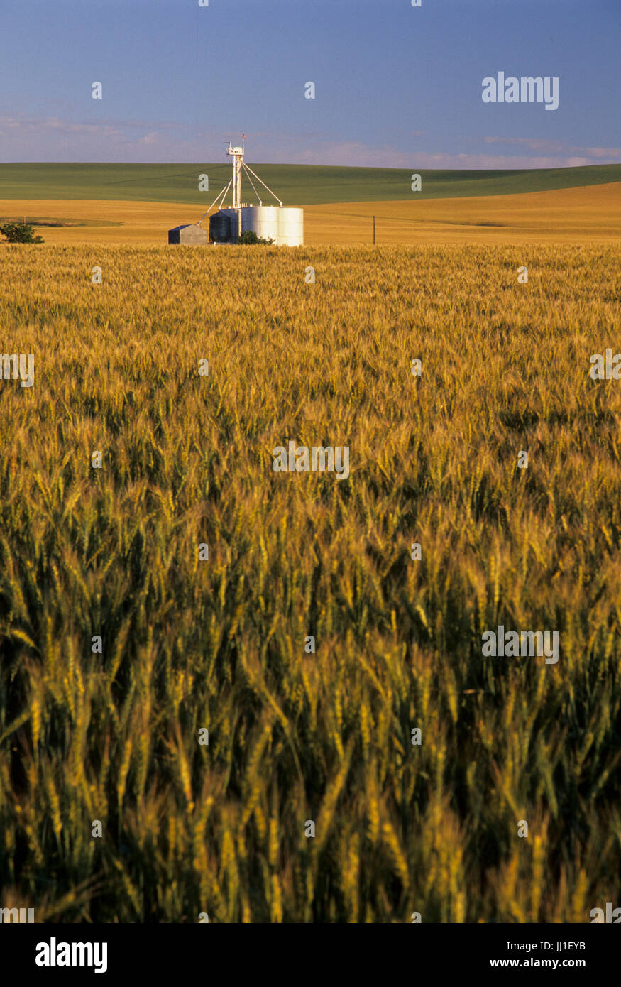 Wheatfield in Horse Heaven Hills, Benton County, Washington Stock Photo ...