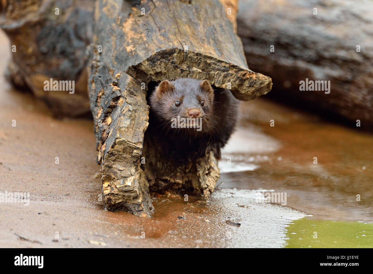 Mink (Mustela vison) Mother and pups, captive, Minnesota wildlife ...