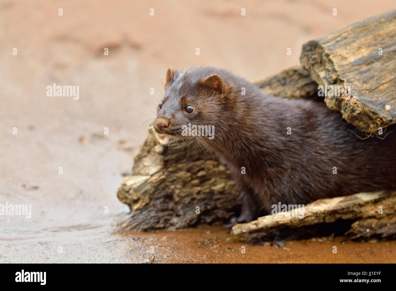 Baby Mink Stock Photos & Baby Mink Stock Images - Alamy