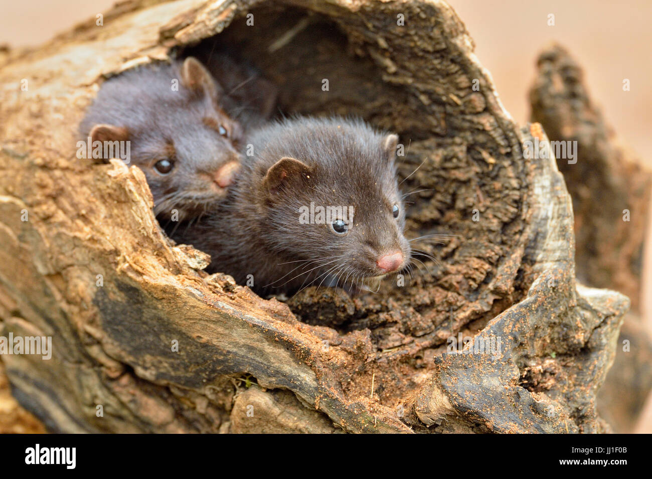 Mink (Mustela vison) Mother and pups, captive, Minnesota wildlife ...