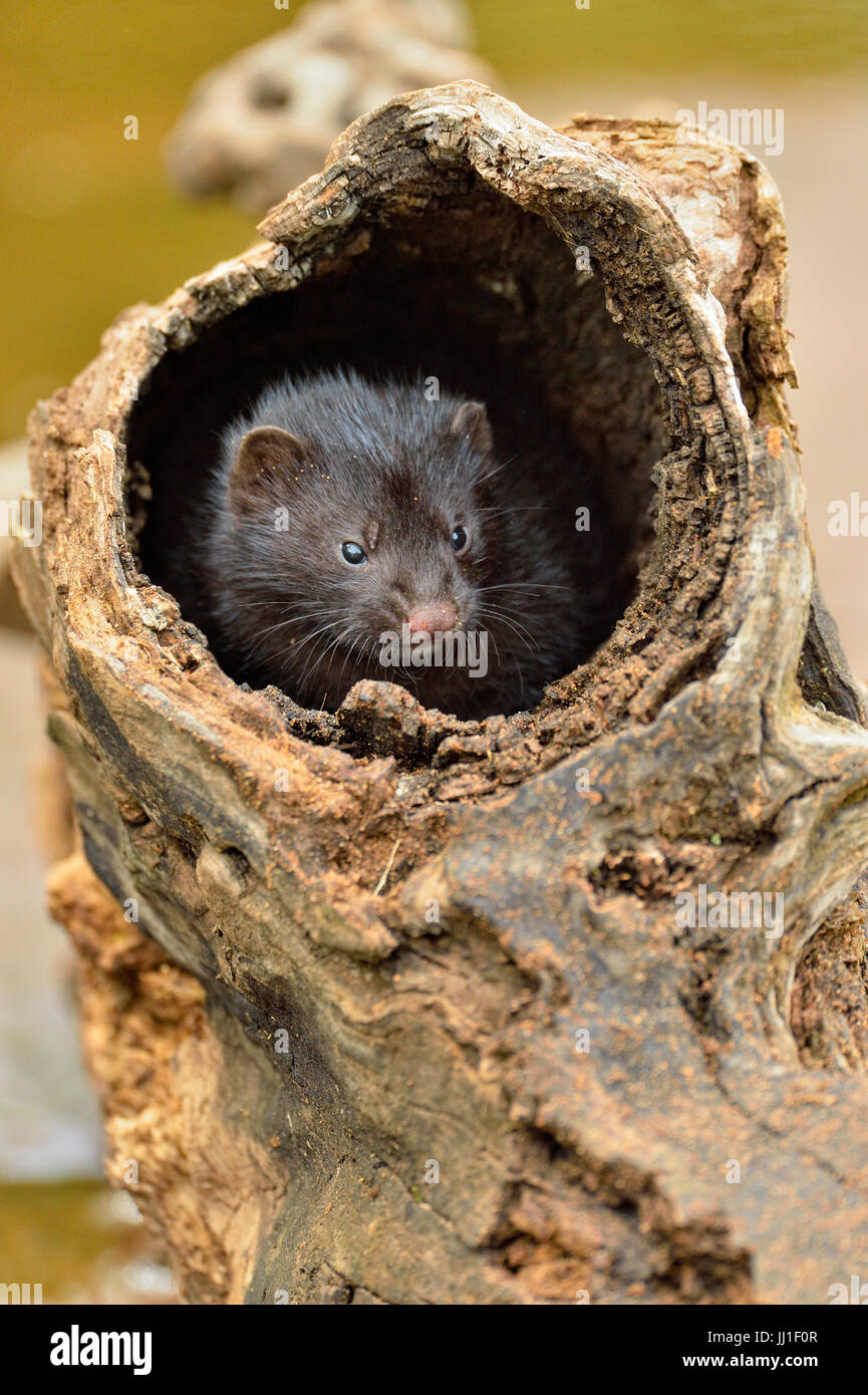 Mink (Mustela vison) Mother and pups, captive, Minnesota wildlife ...