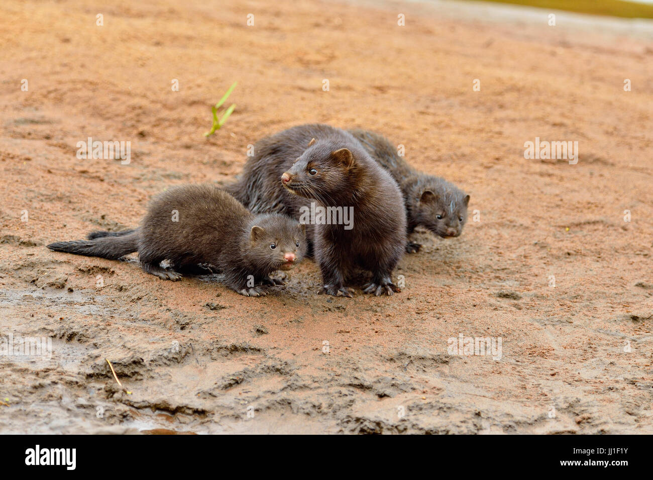 Mink (Mustela vison) Mother and pups, captive, Minnesota wildlife ...