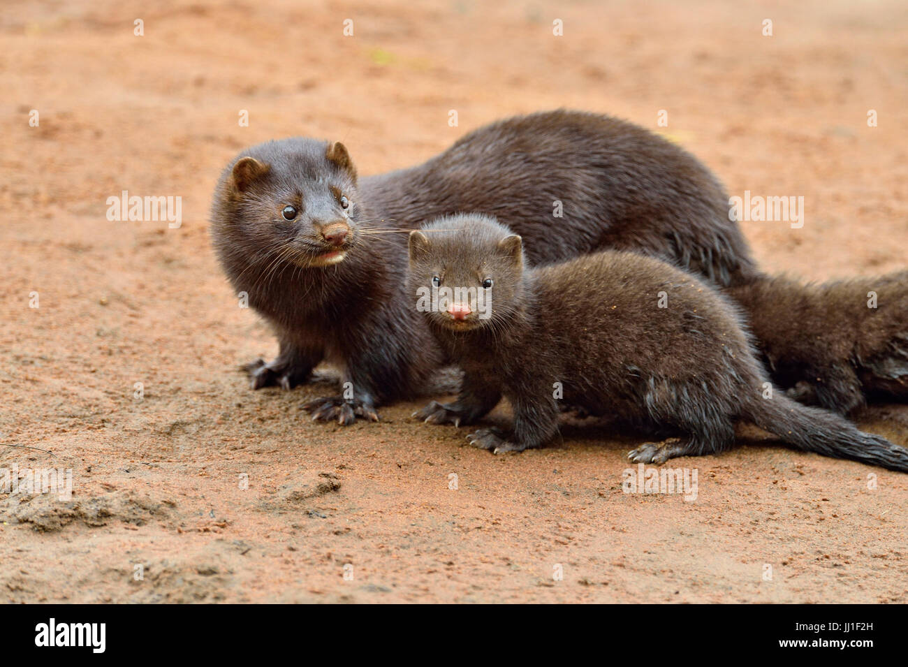 Mink (Mustela vison) Mother and pups, captive, Minnesota wildlife ...