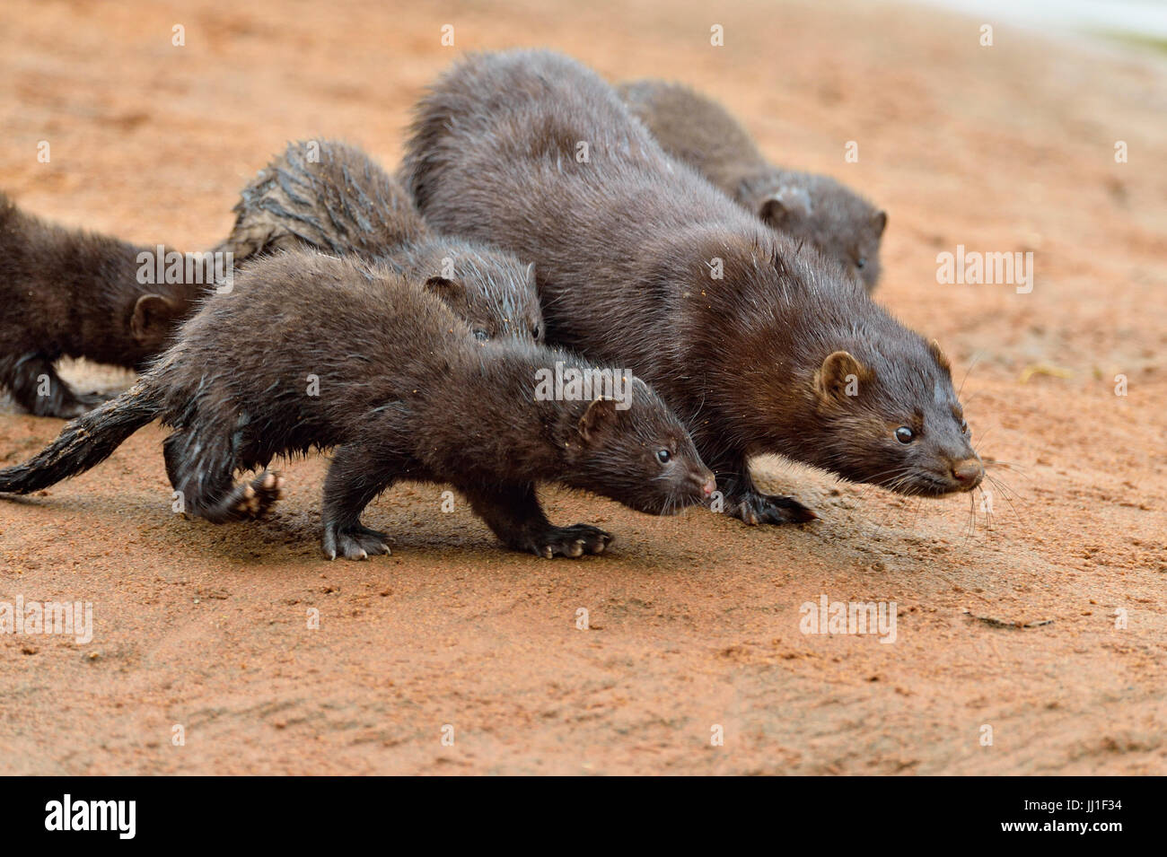 Mink (Mustela vison) Mother and pups, captive, Minnesota wildlife ...