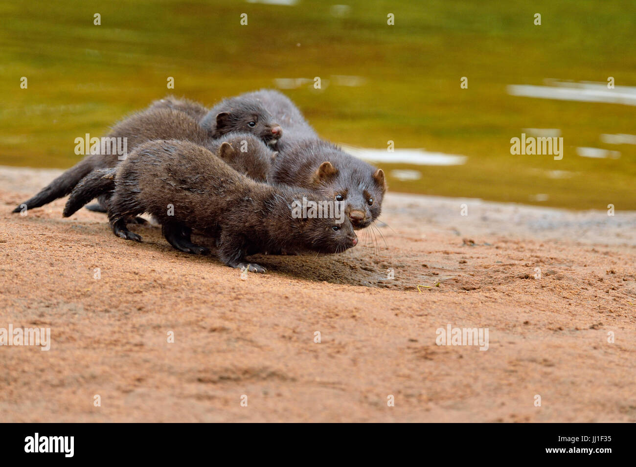 Mink (Mustela vison) Mother and pups, captive, Minnesota wildlife ...