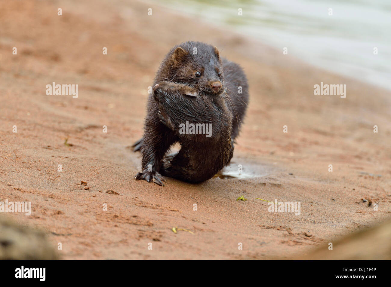 Mink (Mustela vison) Mother and pups, captive, Minnesota wildlife ...