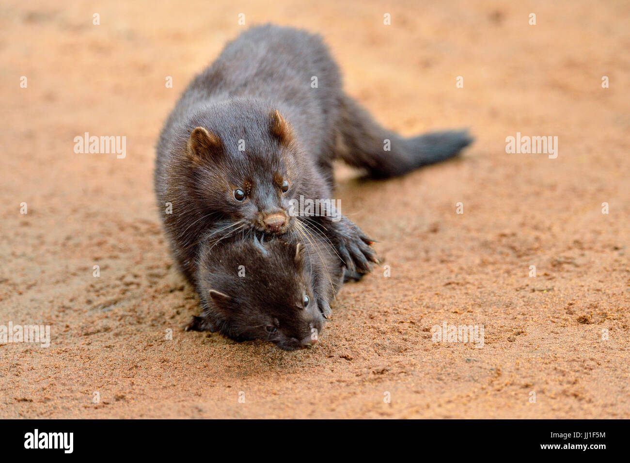 Mink (Mustela vison) Mother and pups, captive, Minnesota wildlife ...