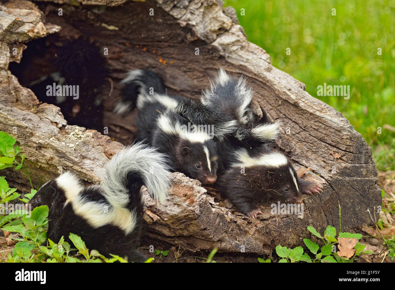 Striped Skunk (Mephitis mephitis) Babies, captive, Minnesota wildlife ...