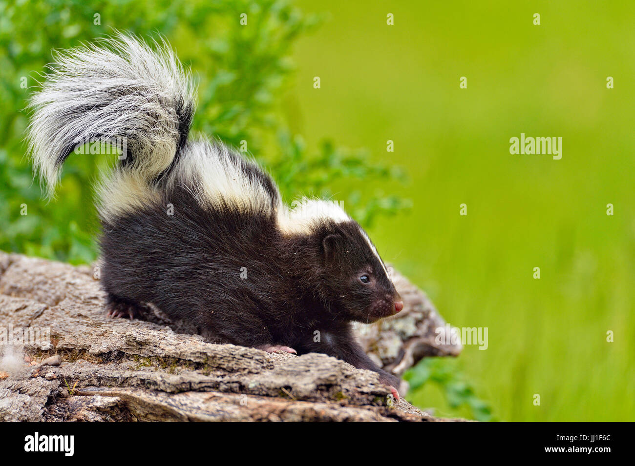 Striped Skunk (Mephitis mephitis) Babies, captive, Minnesota wildlife ...