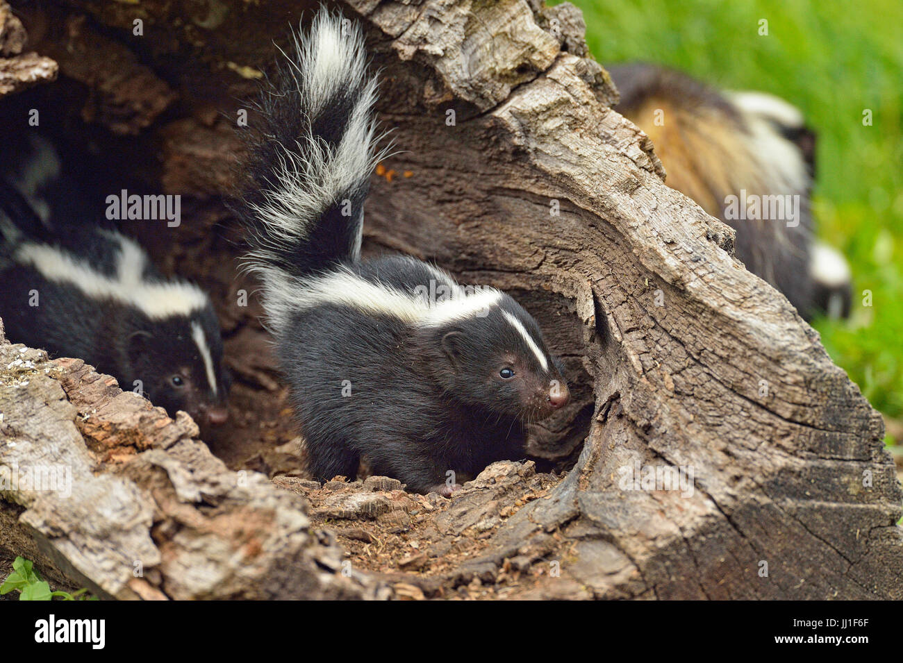 Striped Skunk (Mephitis mephitis) Babies, captive, Minnesota wildlife ...