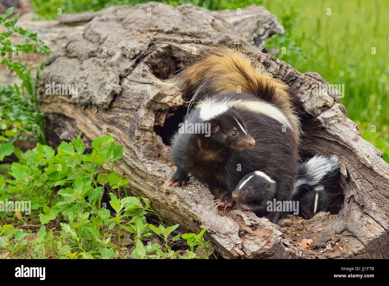 Striped Skunk (Mephitis mephitis) Mother and young, captive, Minnesota ...
