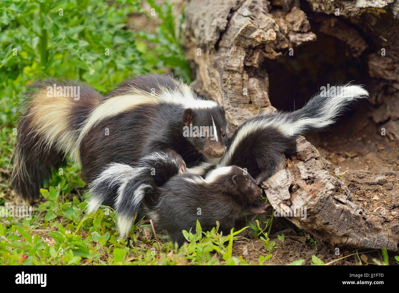 Striped Skunk (Mephitis mephitis) Mother and young, captive, Minnesota ...