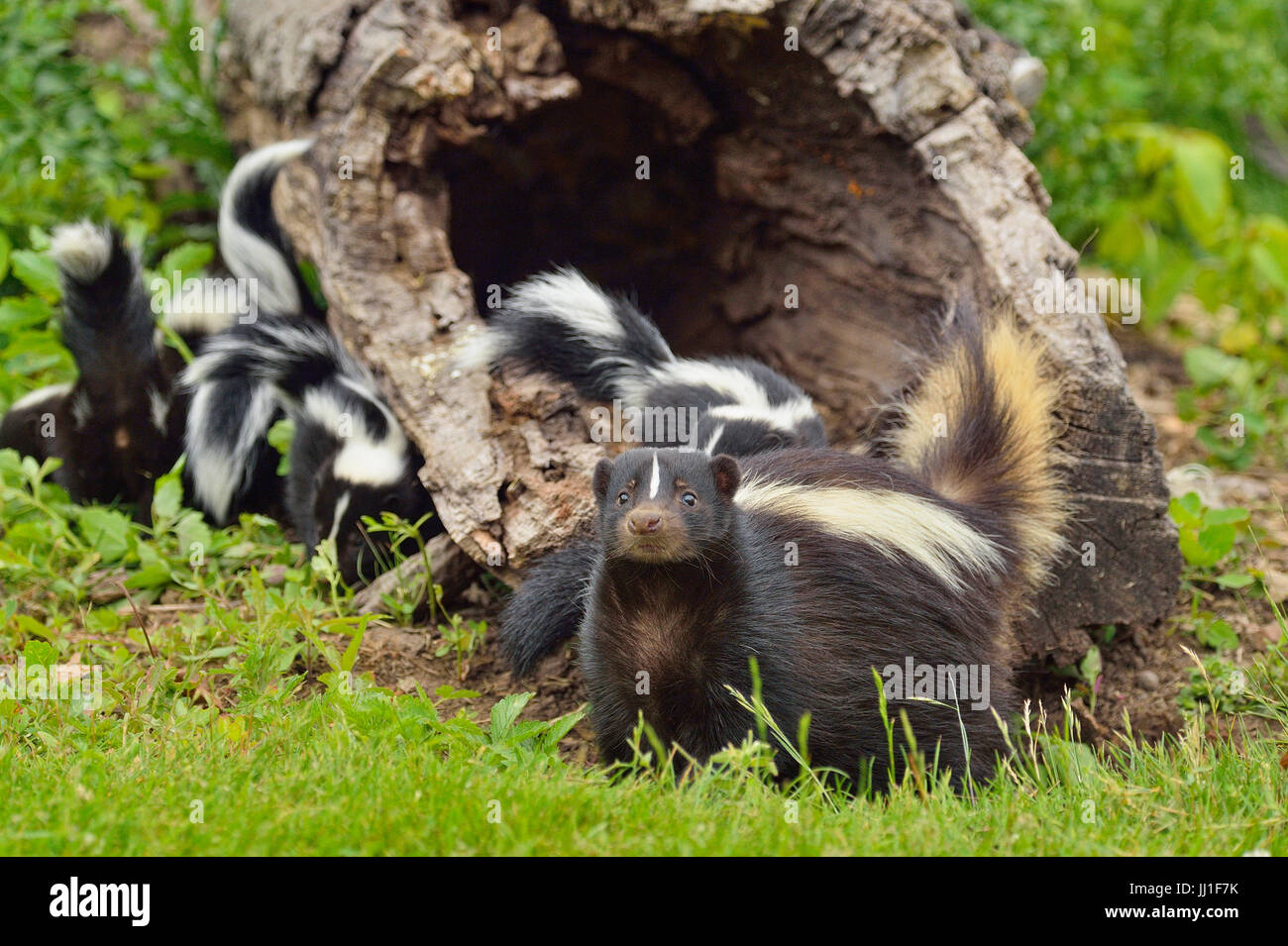 Baby skunks with mother skunk hi-res stock photography and images - Alamy
