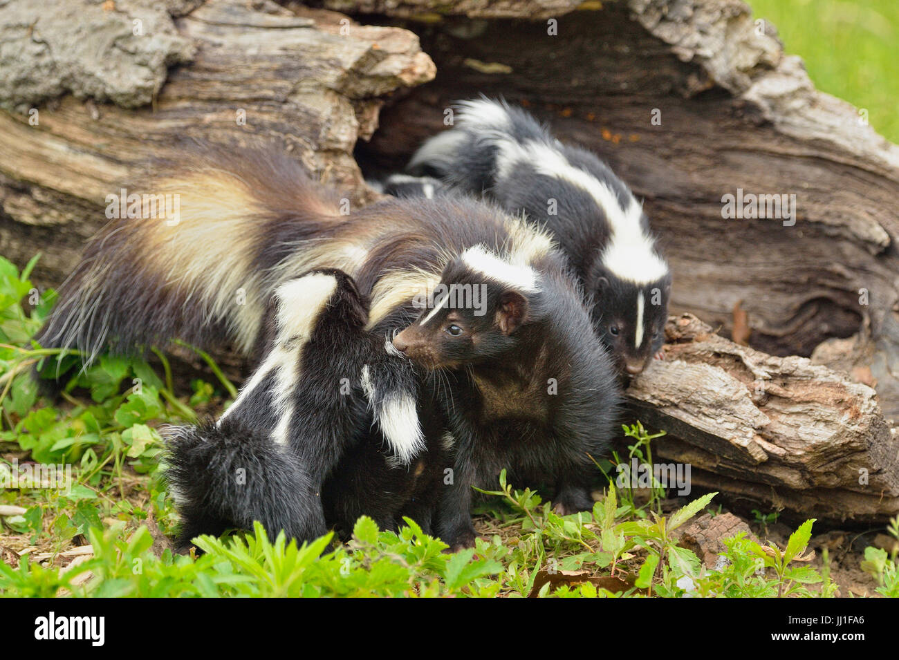Striped Skunk (Mephitis mephitis) Mother and young, captive, Minnesota ...
