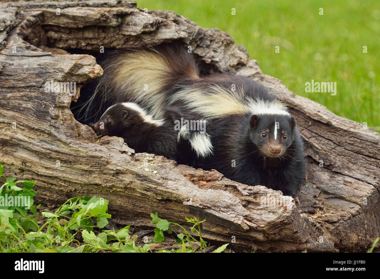 Striped Skunk (Mephitis mephitis) Mother and young, captive, Minnesota ...