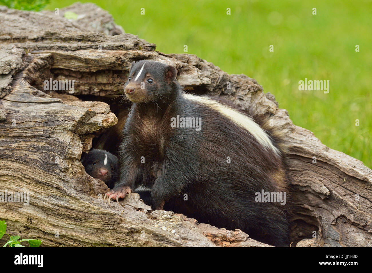 Striped Skunk (Mephitis mephitis) Mother and young, captive, Minnesota ...