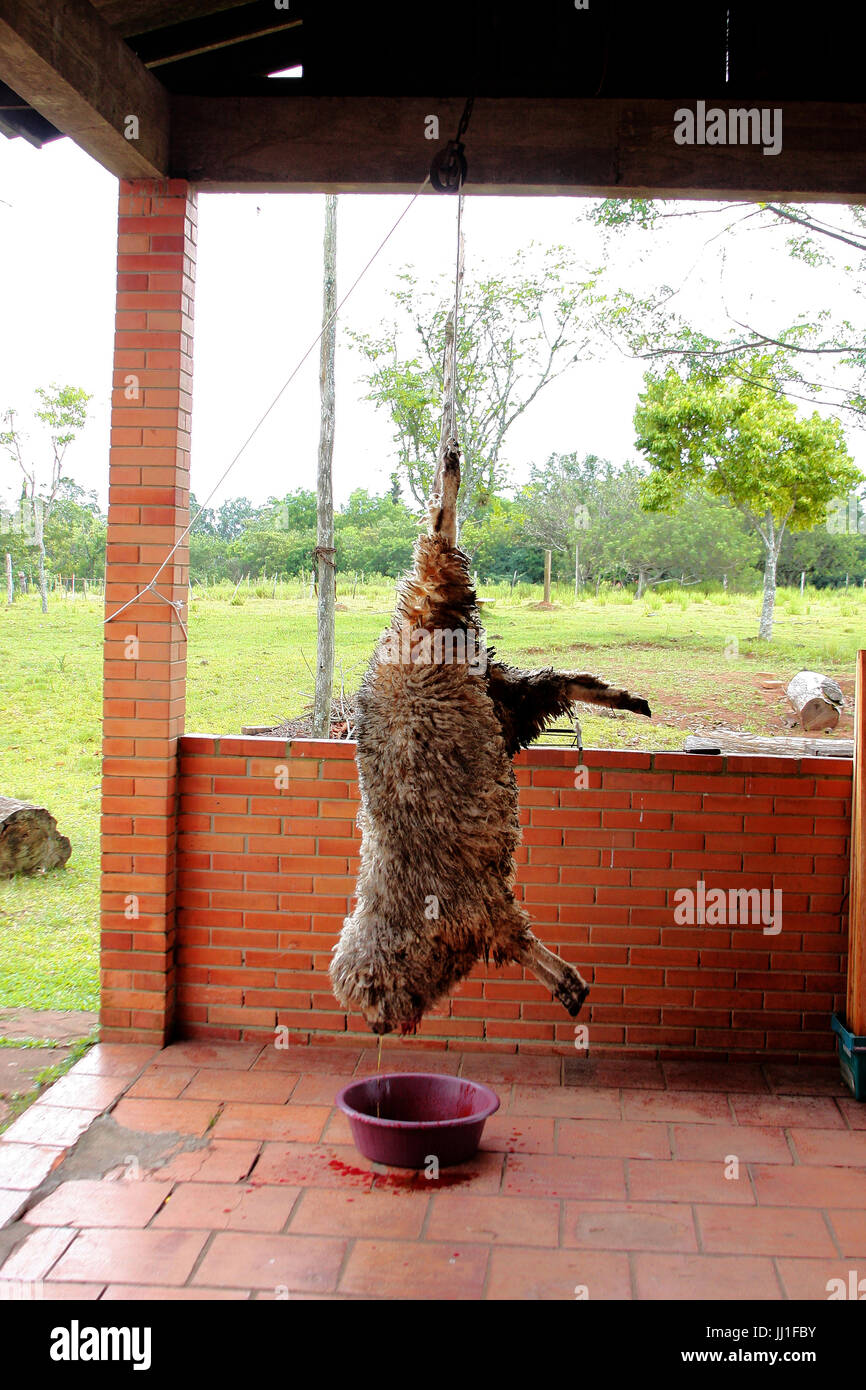 Sheep clarity hi-res stock photography and images - Alamy