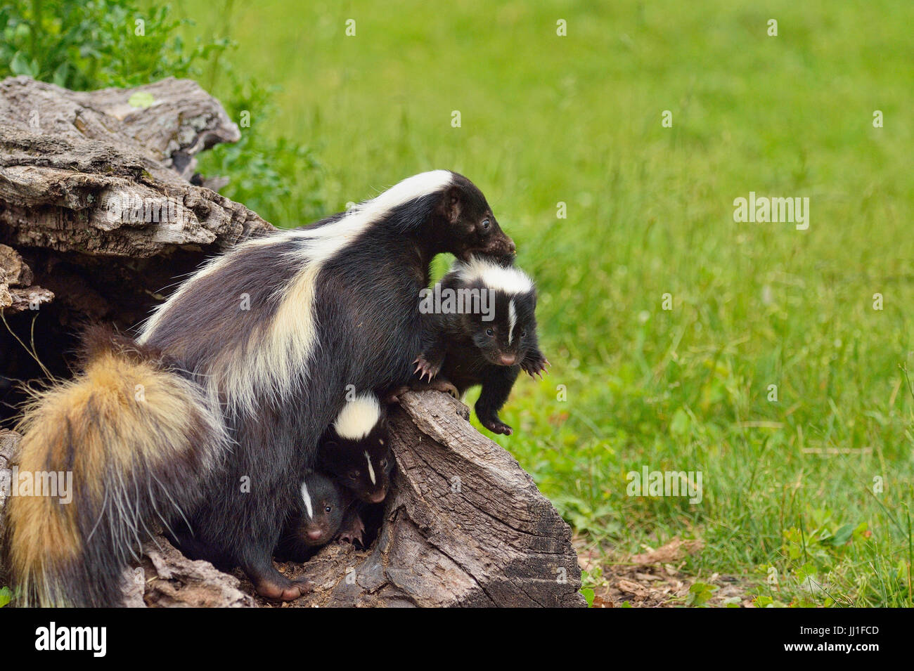 Striped Skunk (Mephitis mephitis) Mother carrying baby, captive ...