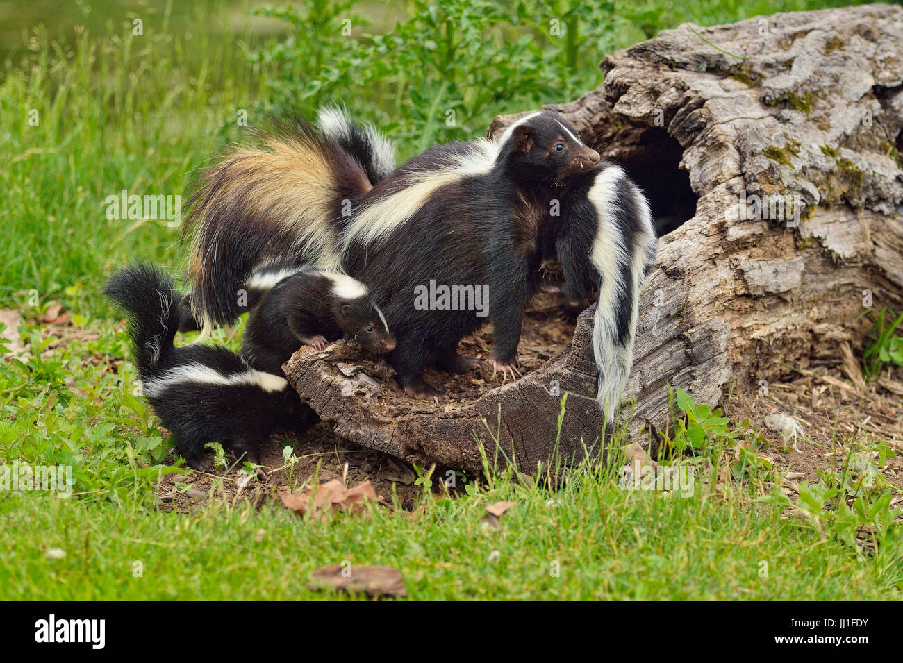 Striped Skunk (Mephitis mephitis) Mother carrying baby, captive ...
