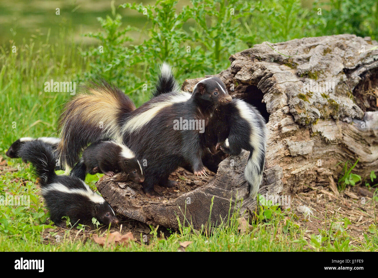 Skunk Behavior Adaptations