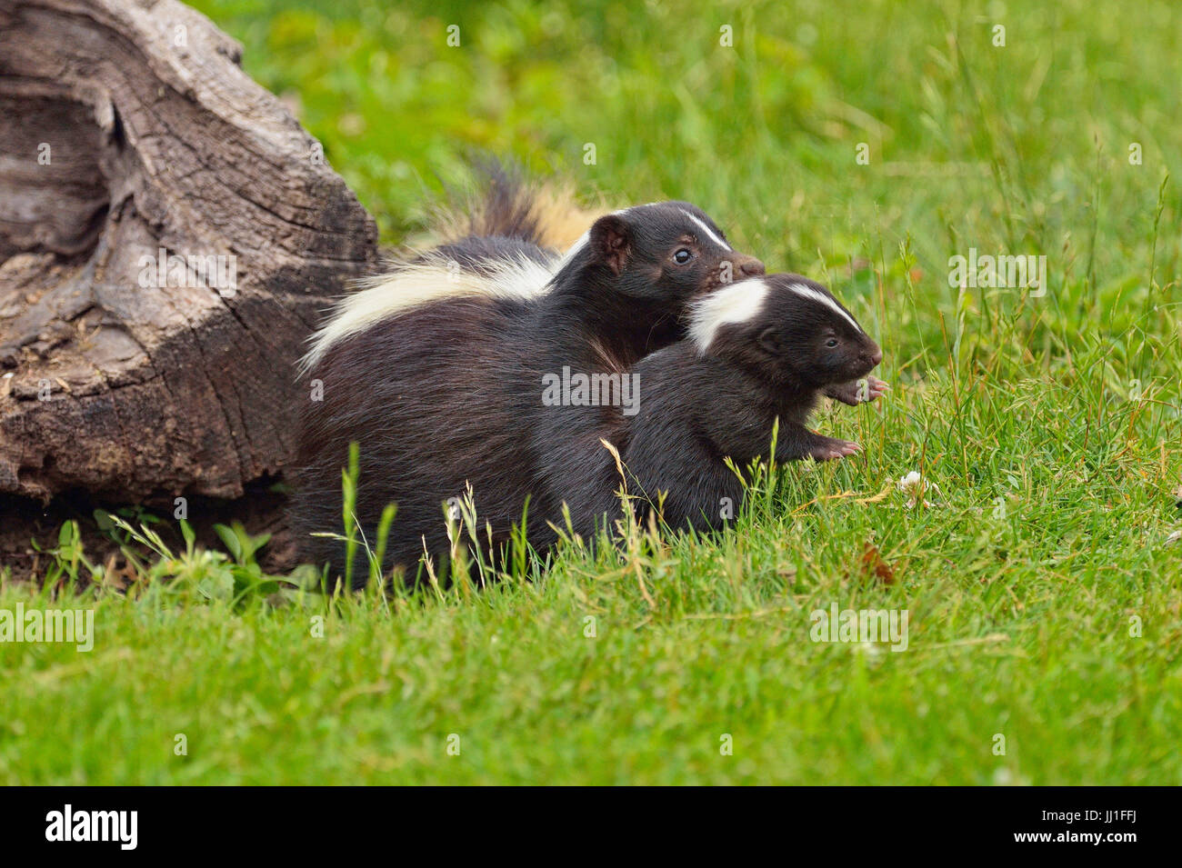 Striped Skunk (Mephitis mephitis) Mother carrying baby, captive ...