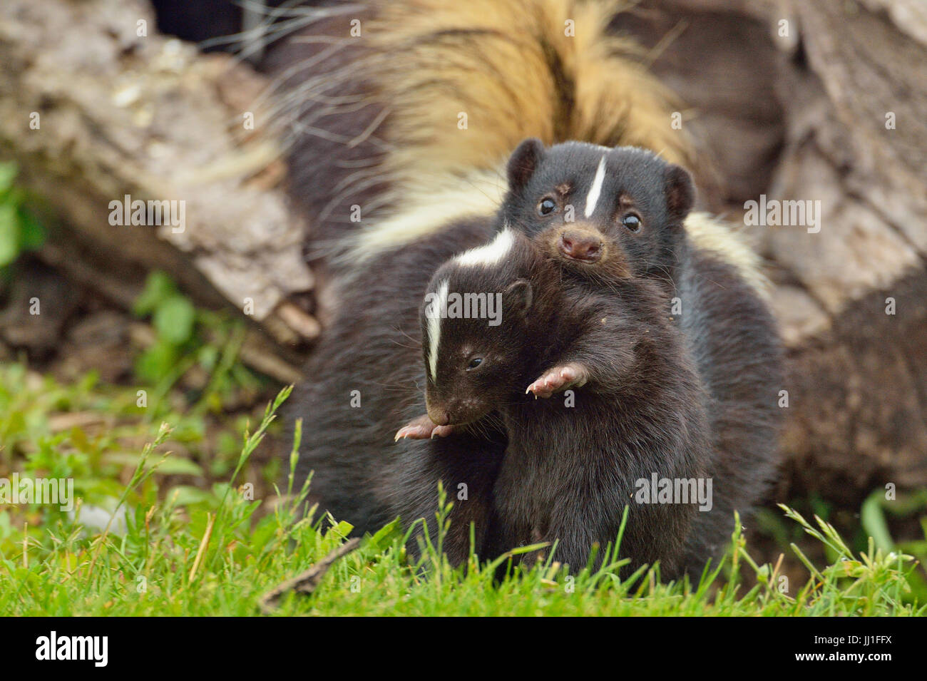 Striped Skunk (Mephitis mephitis) Mother carrying baby, captive ...