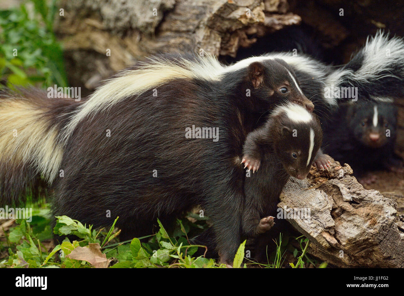 Skunk Behavior Adaptations