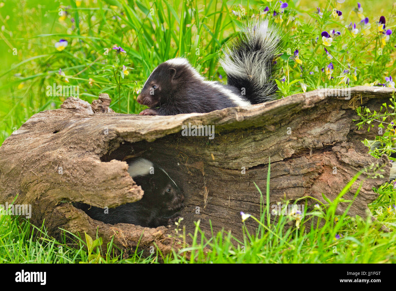 Striped Skunk (Mephitis mephitis) Babies, captive, Minnesota wildlife ...